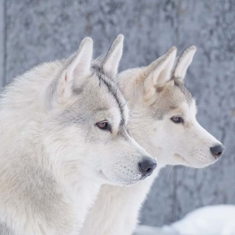 Иконка канала verumstellas