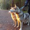 Иконка канала Хаски, Дружба и Природа