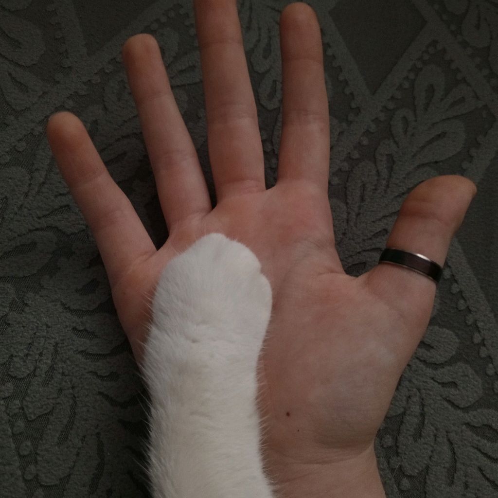 Иконка канала Пончик_Феликс❄️