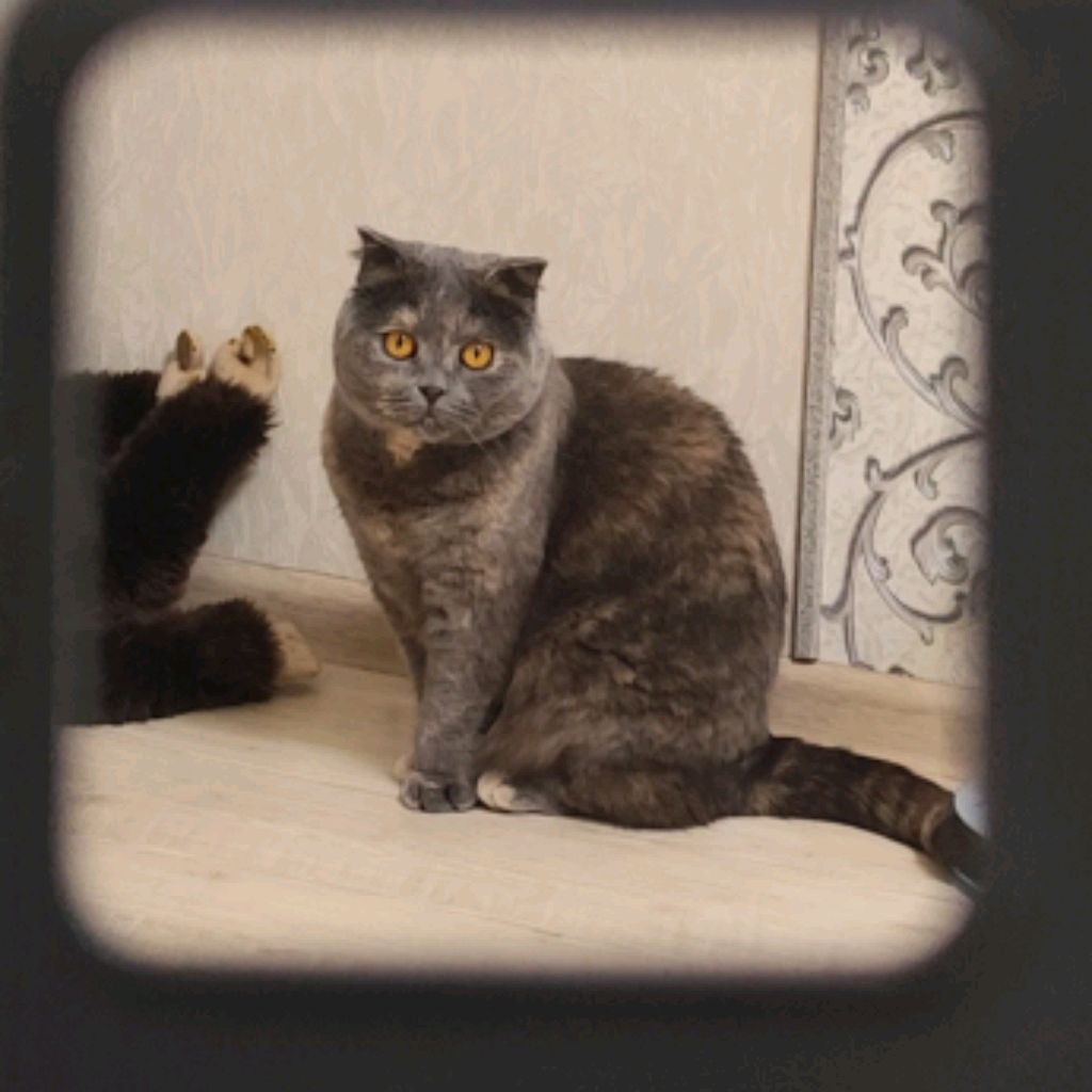 Иконка канала Шерочка