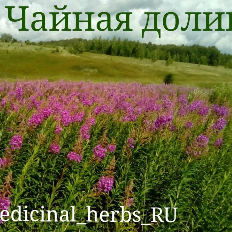 Иконка канала Чайная Долина
