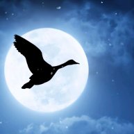 Иконка канала Лебеди в полëте