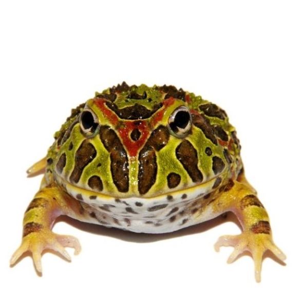 Иконка канала ᗣᙁᙓᏦᙅᗣᕼᗪᖘᗣ ᏦᗝᙢᑌᏦ|𝕵𝖔𝖐𝖊𝖗|