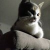 Иконка канала Алиса