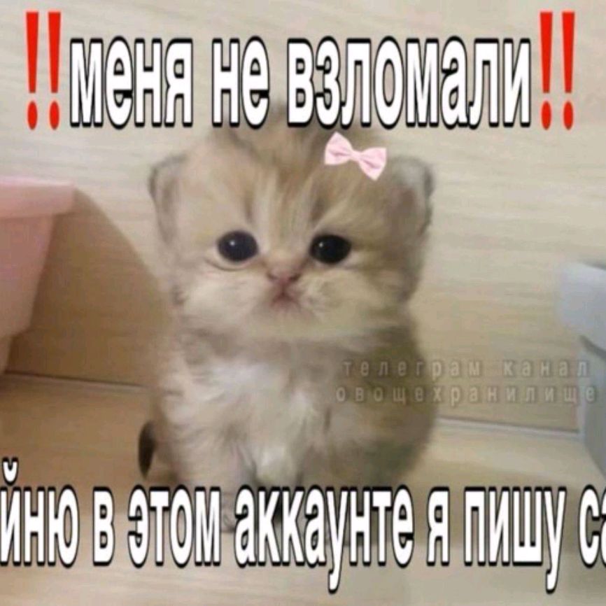 Иконка канала Династия Мау