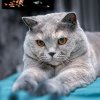Иконка канала Игнатский Кошак