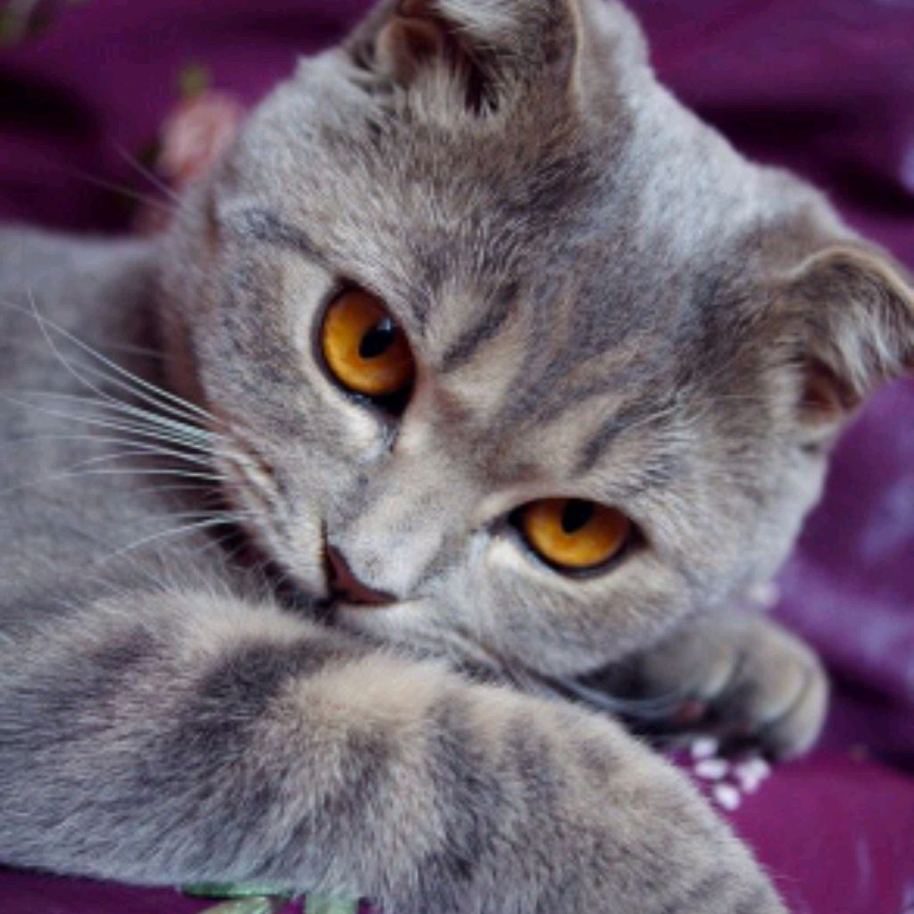 Иконка канала channel48536207