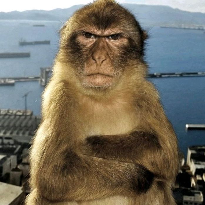 Иконка канала zephyrus