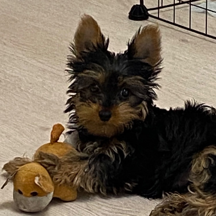 Иконка канала Лева life