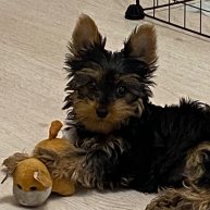 Иконка канала Лева life