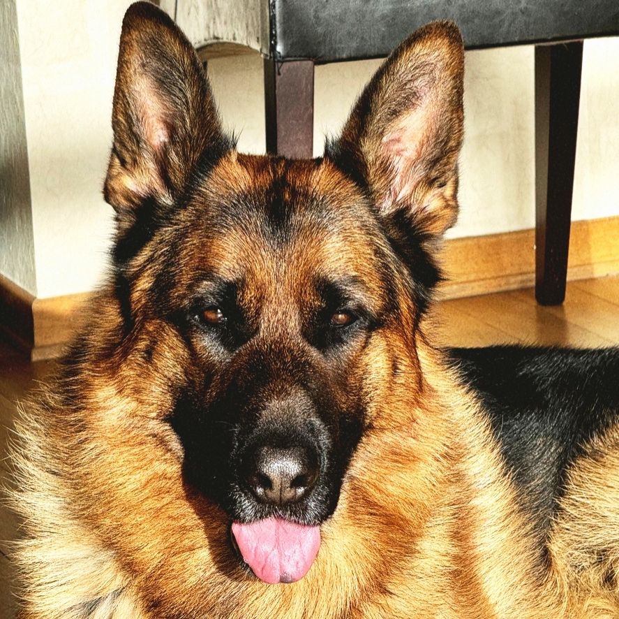 Иконка канала Братья наши меньшие