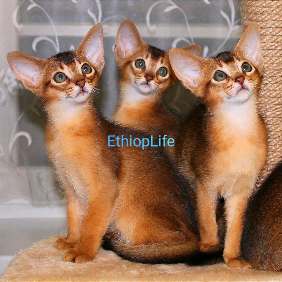 Иконка канала EthiopLife