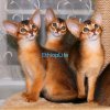 Иконка канала EthiopLife