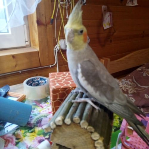 Иконка канала LOVE IT