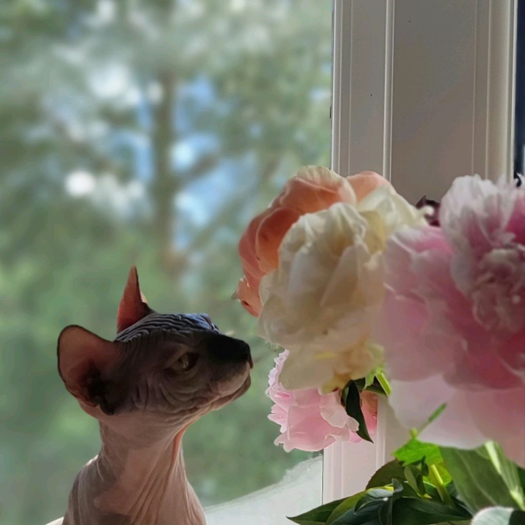 Иконка канала 🐾Питомник канадских сфинксов "Стелла Фортуната"🐾