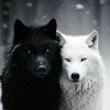 Иконка канала Wolf 🐺🐺🐺