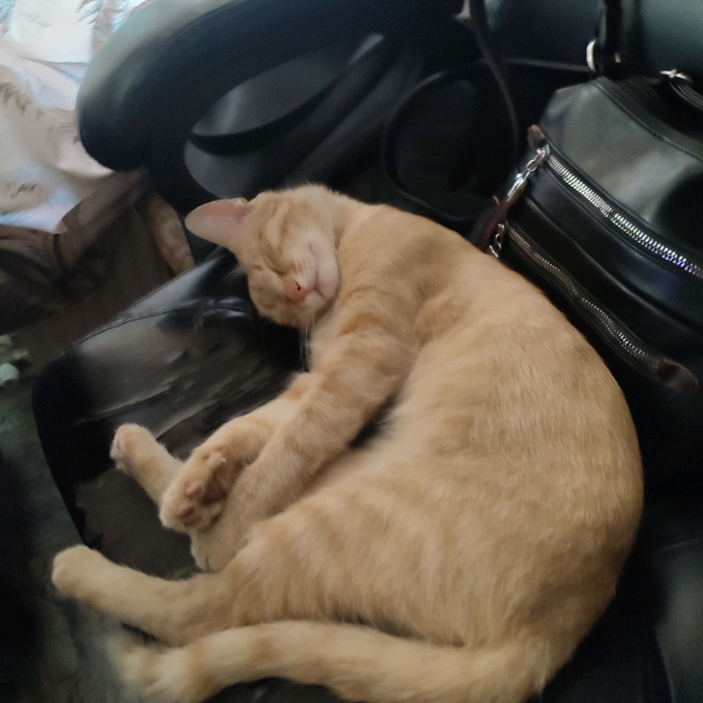 Иконка канала соня