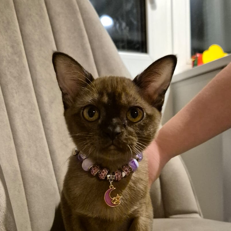 Иконка канала Вишка и зифир.