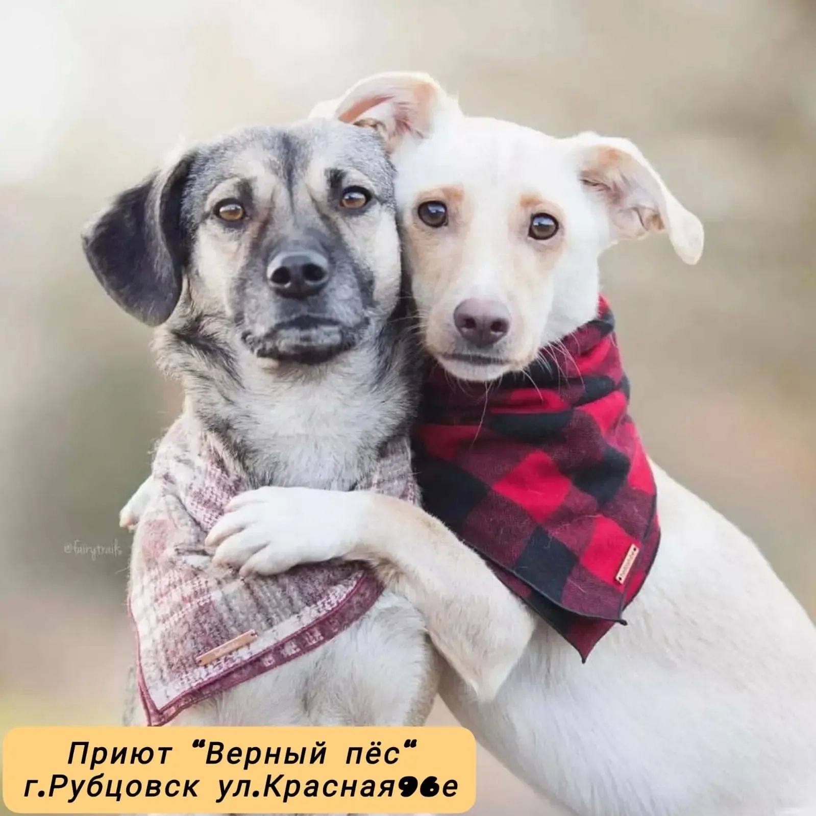 Иконка канала Приют для Собак «Верный Пёс»г.Рубцовск