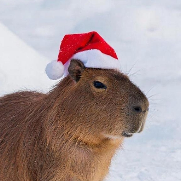 Иконка канала Капибарочка