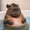 Иконка канала Капибара :)