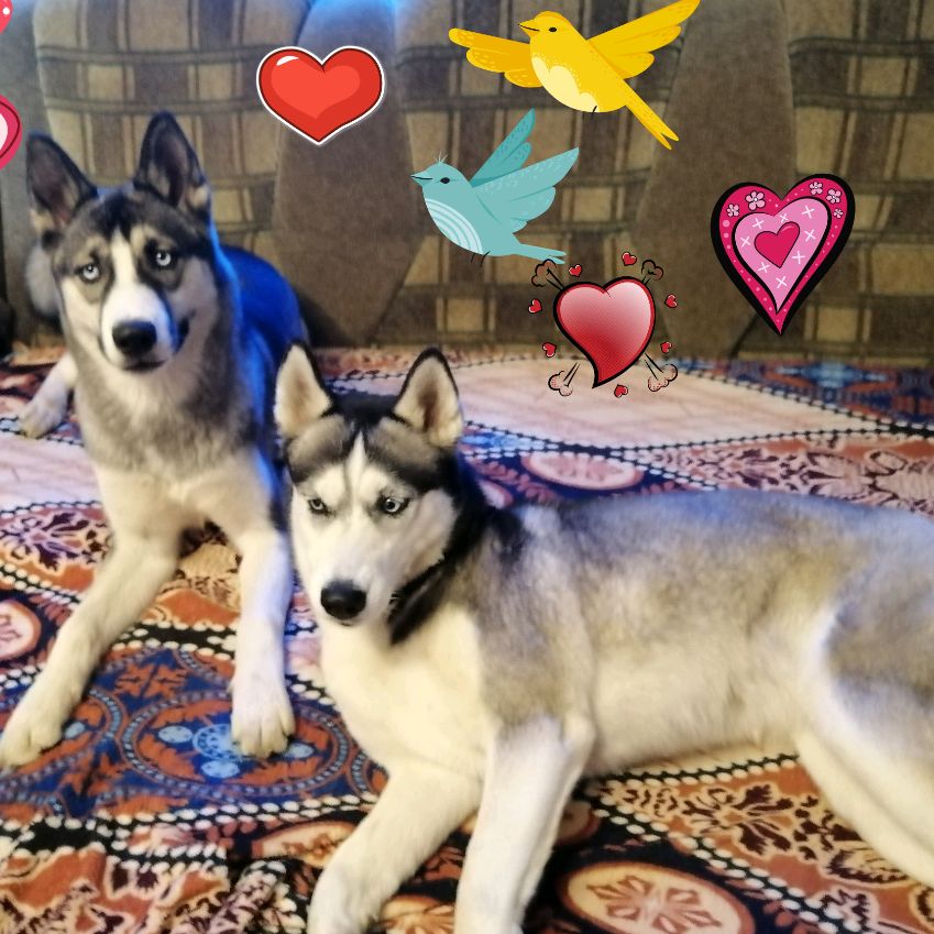 Иконка канала Два окна: песни и крылатые фразы