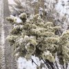 Иконка канала sashaKikis