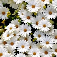 Иконка канала Городские напевы