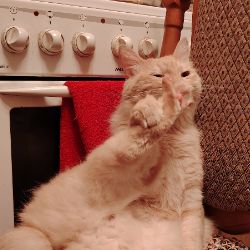 Иконка канала Записки старого кота