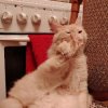 Иконка канала Записки старого кота