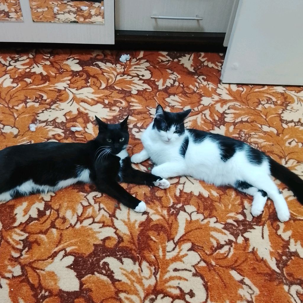 Иконка канала ﹤Ульянка﹥