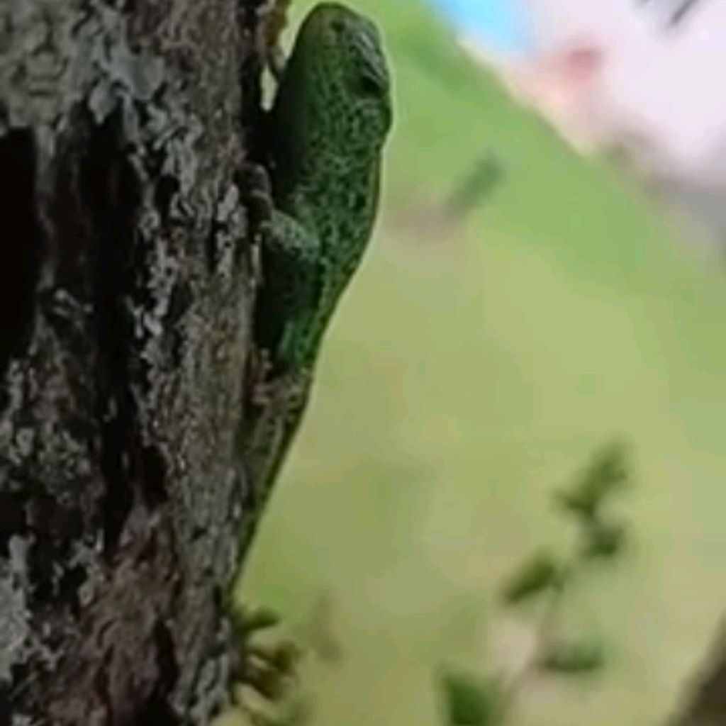 Иконка канала channel51540540