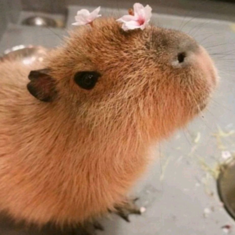 Иконка канала Капибара