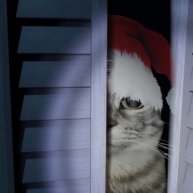 Иконка канала #шавхкопф🤦