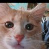 Иконка канала Котёнок