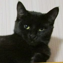 Иконка канала Кошка Люська - по прозвищу - Ночная Фурия!