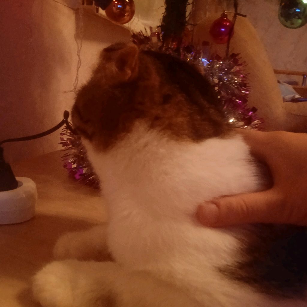 Иконка канала 𝒻𝒶𝓃𝒸𝓎 𝓉𝑒𝓍𝓉🩷🐱