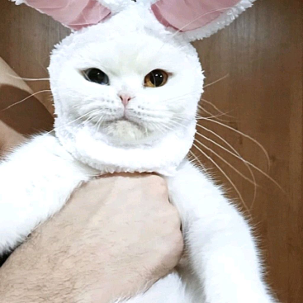 Иконка канала Zurkitten