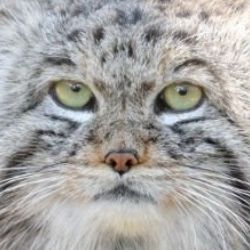 Иконка канала MANUL MTV