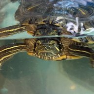 Иконка канала Motya the turtle