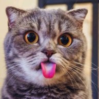 Иконка канала Приколы Котенок