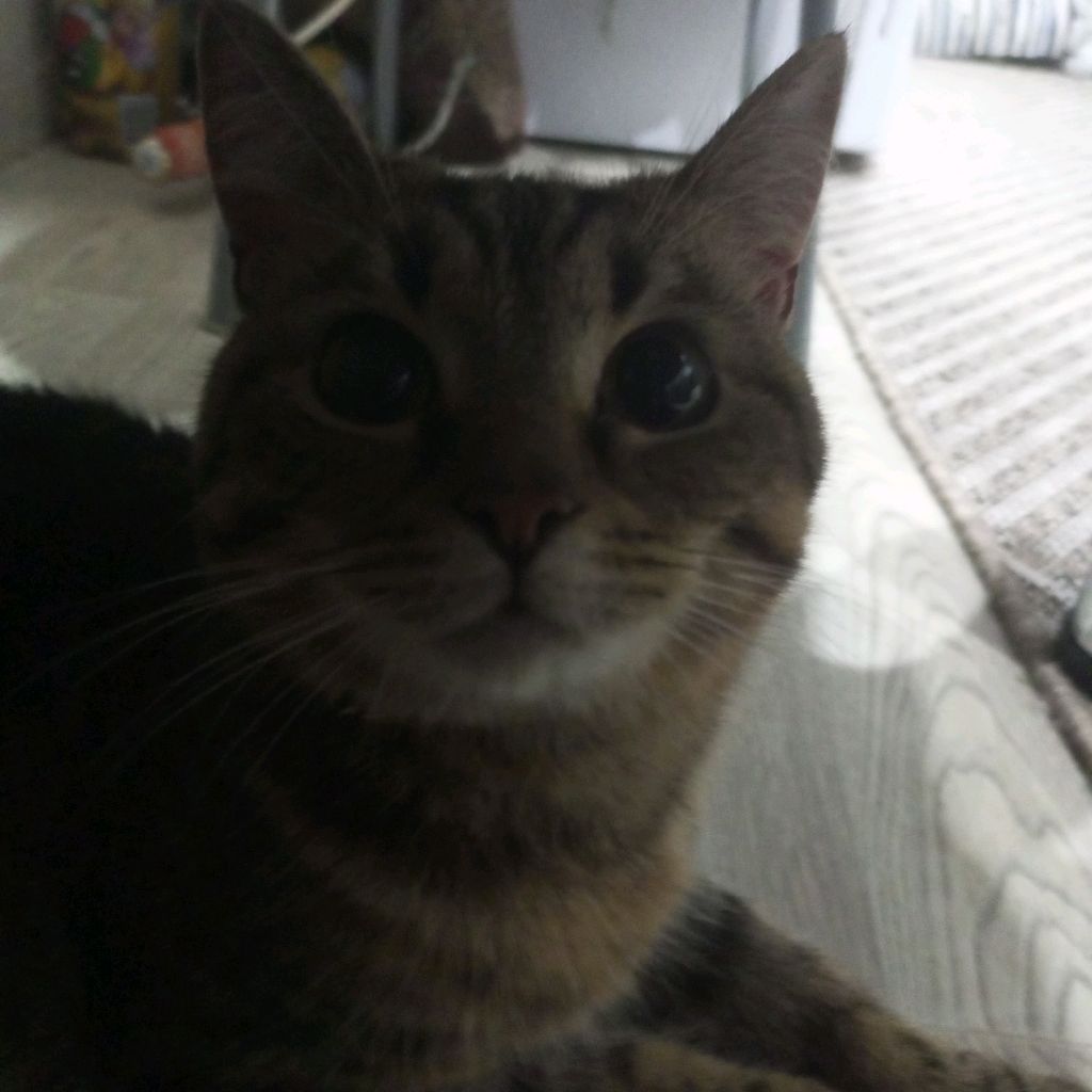 Иконка канала Ramyl100 y Coco1335555