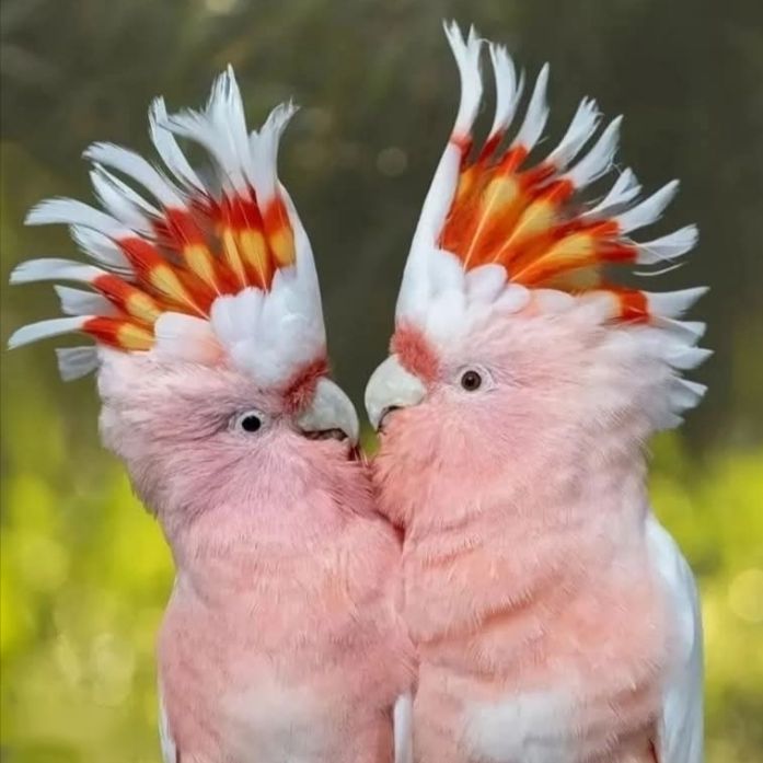 Иконка канала Мир крупных попугаев