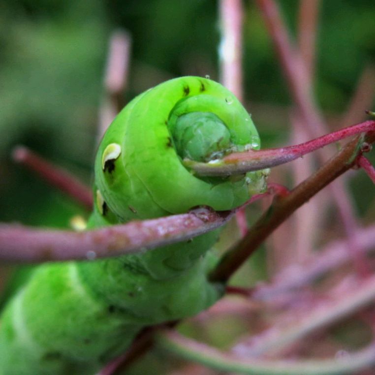 Иконка канала Yasa