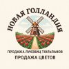 Иконка канала Луковицы тюльпанов «НОВАЯ ГОЛЛАНДИЯ»