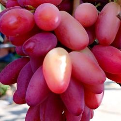 Иконка канала ВАУ (Виноград Андрея Удовина)