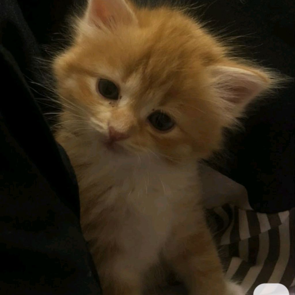 Иконка канала ~Котик_токсик💝