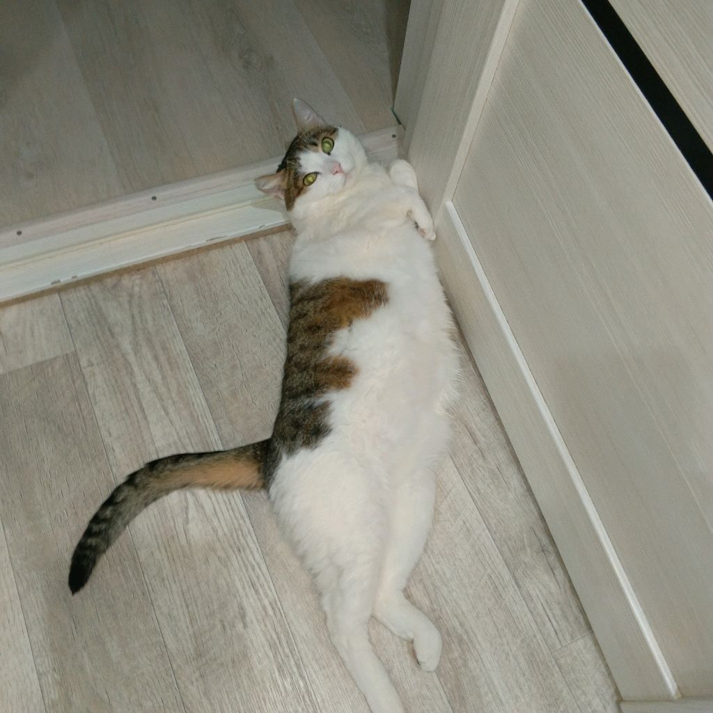 Иконка канала Snow lynx