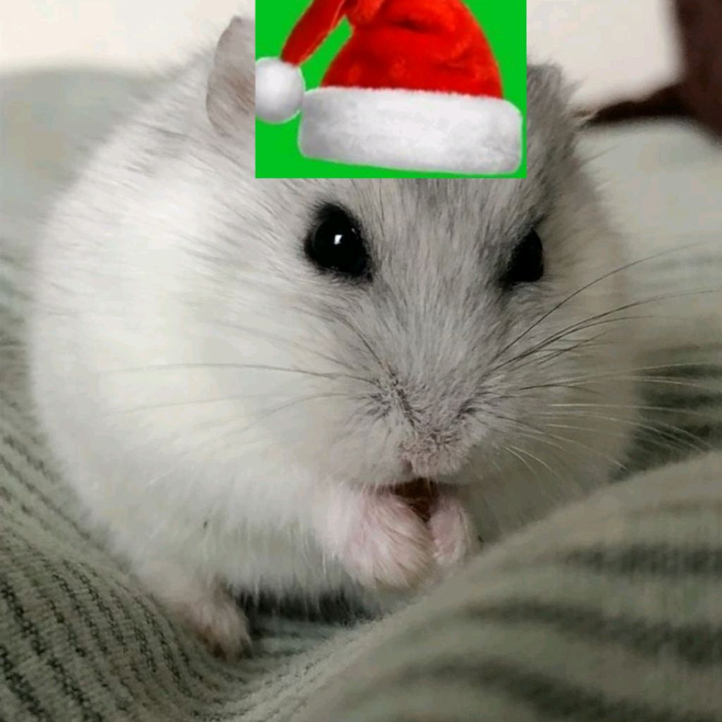 Иконка канала Хомяк