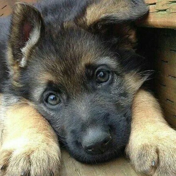 Иконка канала Даня